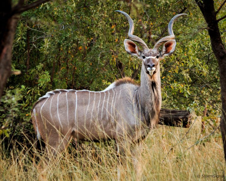 Grand koudou : l'antilope aux cornes torsadées de 180 cm d'Afrique